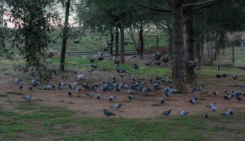 Pigeons Open Their Wings and Fly Away Stock Photo - Image of morning ...