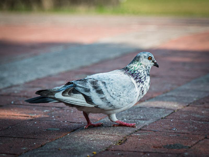 Pigeons Feeding on Bread Crumbs in the Middle of the City Park Stock ...