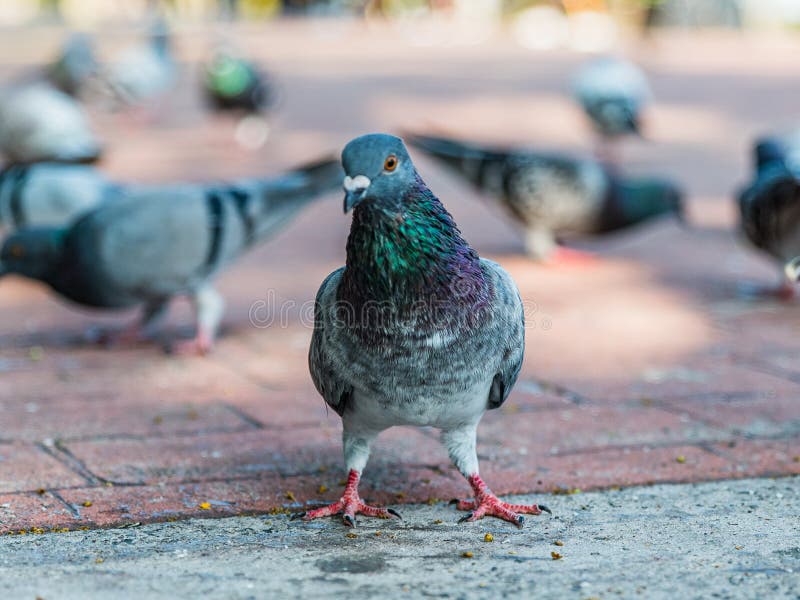 Pigeons Feeding on Bread Crumbs in the Middle of the City Park Stock ...