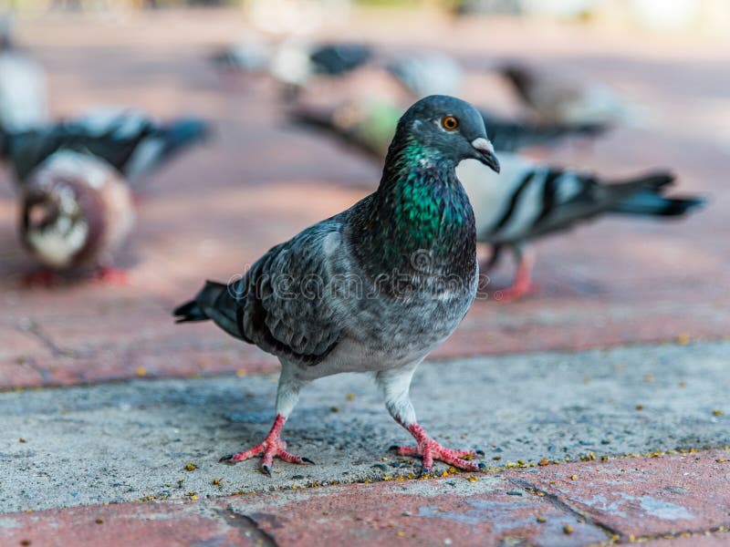 Pigeons Feeding on Bread Crumbs in the Middle of the City Park Stock ...