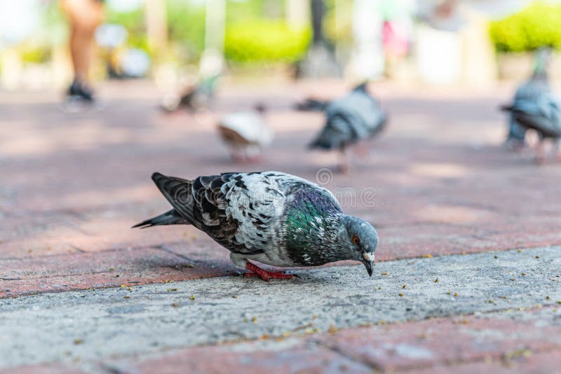 Pigeons Feeding on Bread Crumbs at the Park Stock Photo - Image of ...