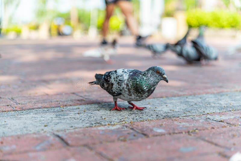Pigeons Feeding on Bread Crumbs at the Park Stock Photo - Image of ...