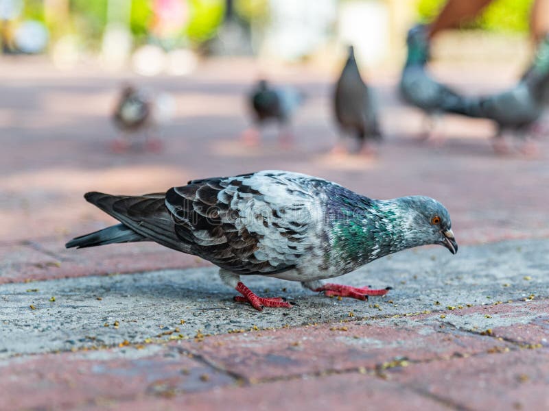 Pigeons Feeding on Bread Crumbs at the Park Stock Image - Image of bird ...
