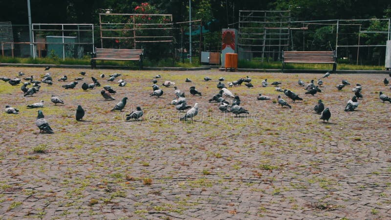 Pigeons in the Park stock video. Video of grey, eating - 77685889