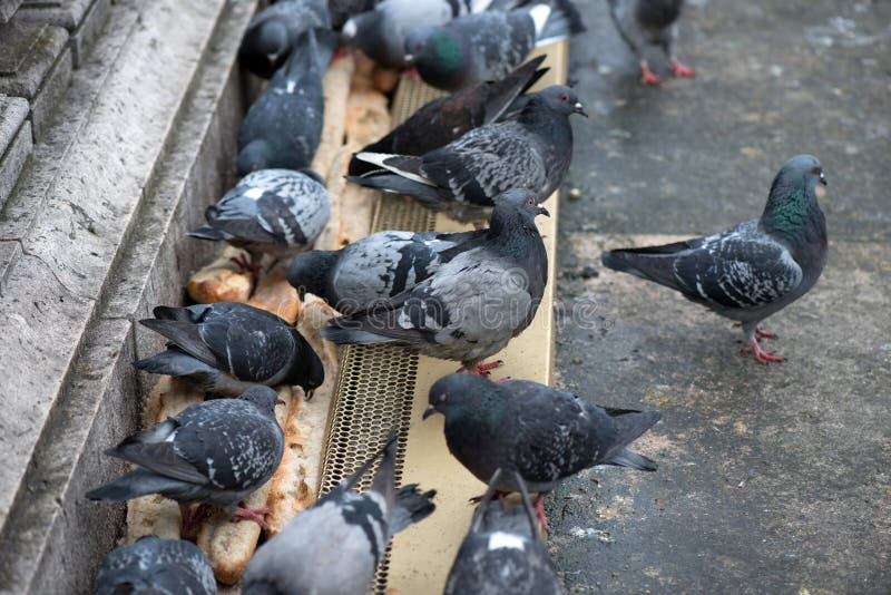Pigeons Pecking Bread. Close-up. Stock Image - Image of pecking, macro ...