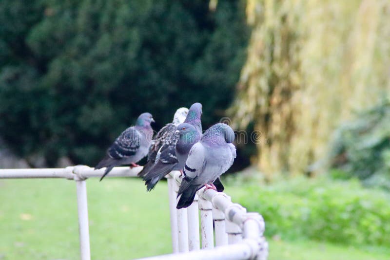 Pigeons perched on a fence stock photo. Image of bird - 266024752