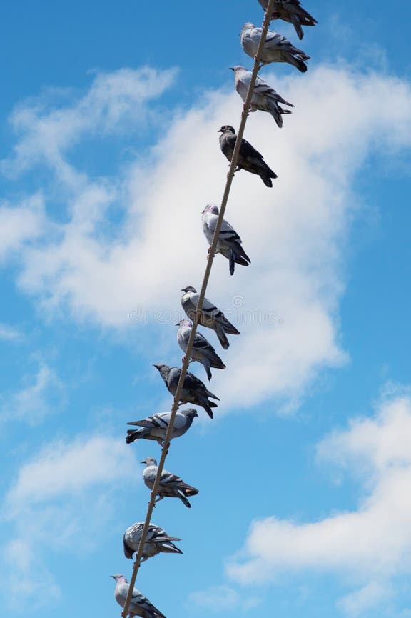 Pigeons Perched on a Power Line with One Facing a Different Direction ...
