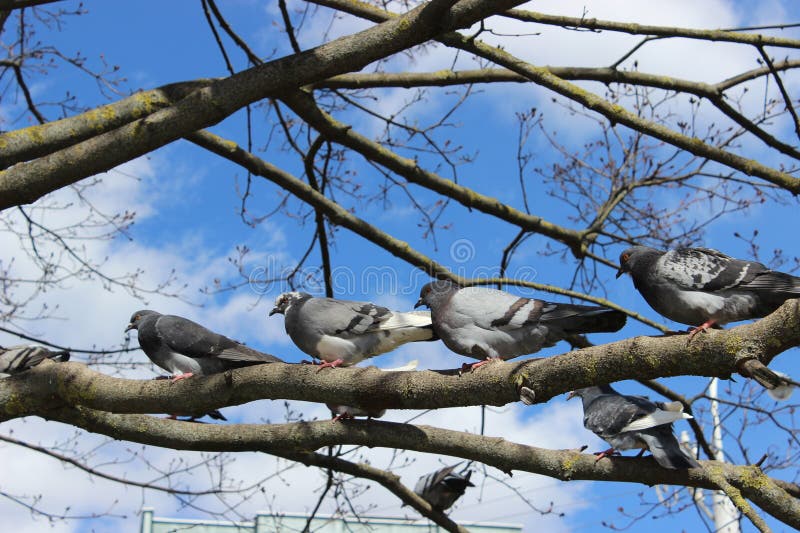 Pigeons Perched on a Tree Branch Against a Bright Blue Sky in a Park ...