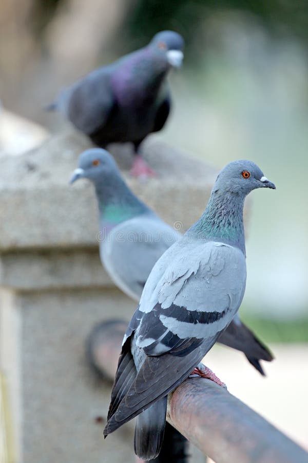 Pigeons perched on a wall. stock image. Image of life - 37156893