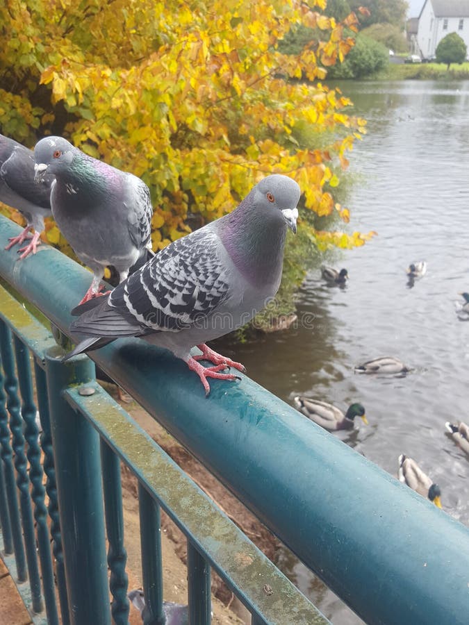 Pigeons Perching stock photo. Image of lake, pigeons - 130408698