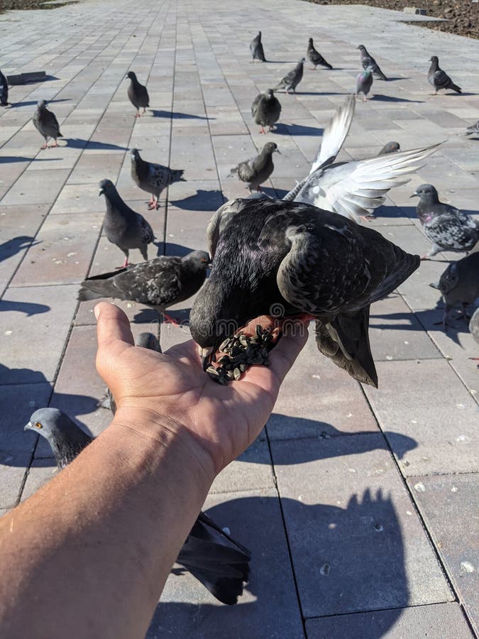 Pigeons Photographed on a Mobile Phone in the City Stock Photo - Image ...