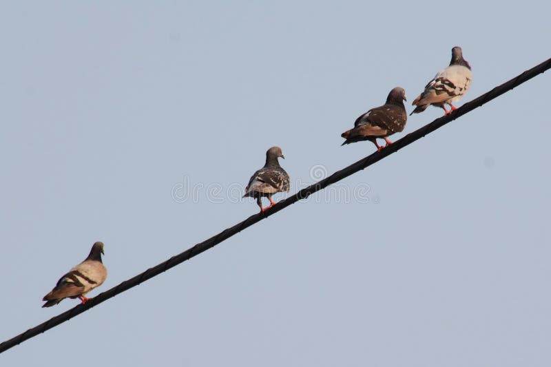Pigeons stock photo. Image of silhouette, life, electric - 124905090 Pigeons stock photo. Image of silhouette, life, electric - 124905090