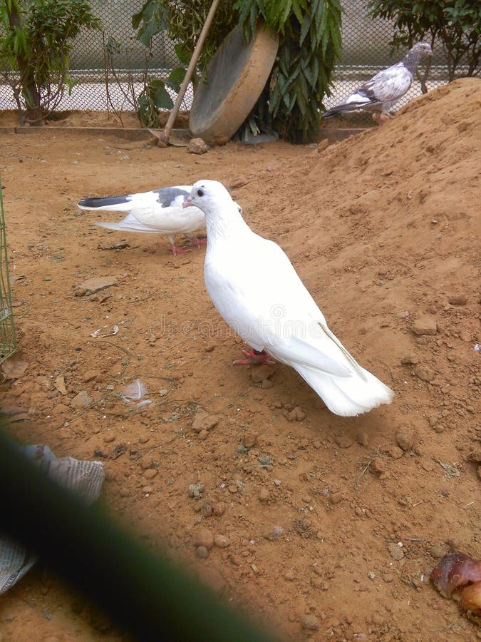 Pigeons are Playing in Open Area. Stock Photo - Image of money, cost ...
