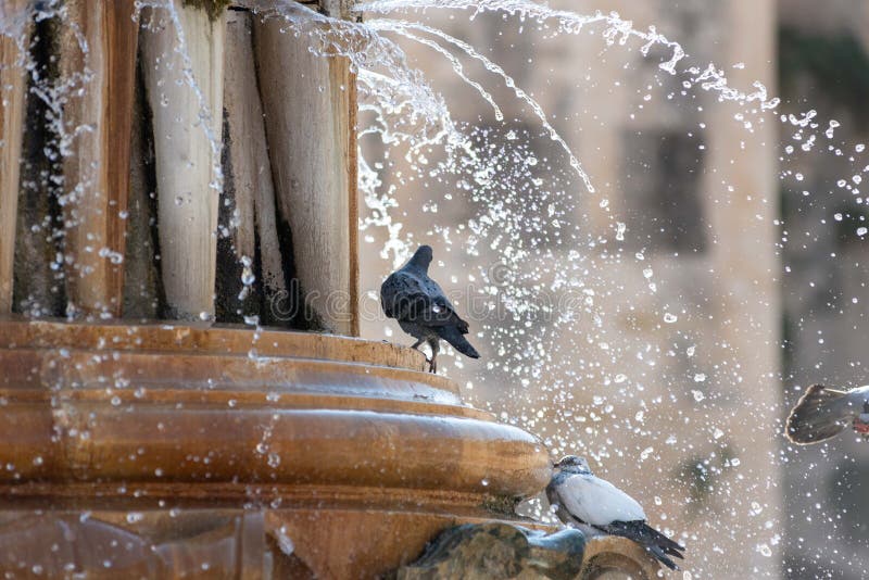 Pigeons Posing on a Fountain in Summer during Draught Stock Photo ...