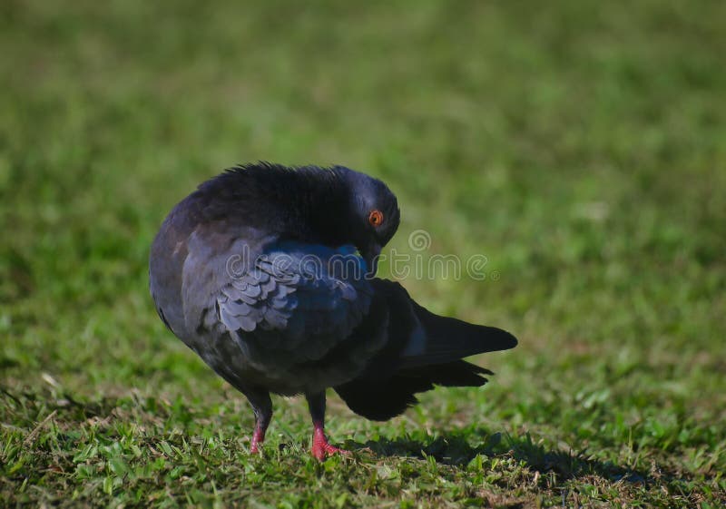 Animals and wildlife stock image. Image of birds, animals - 206538545