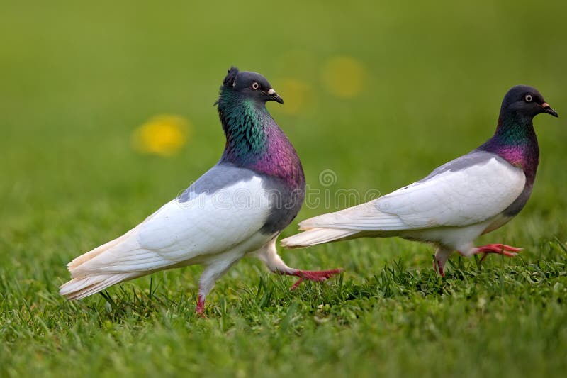 Pigeons on the run stock image. Image of nature, green - 92026741