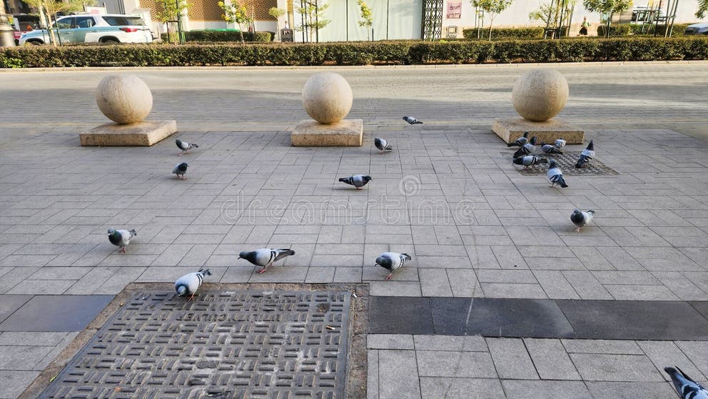 Dove on the Sidewalk with Three Concrete Balls Stock Photo - Image of ...