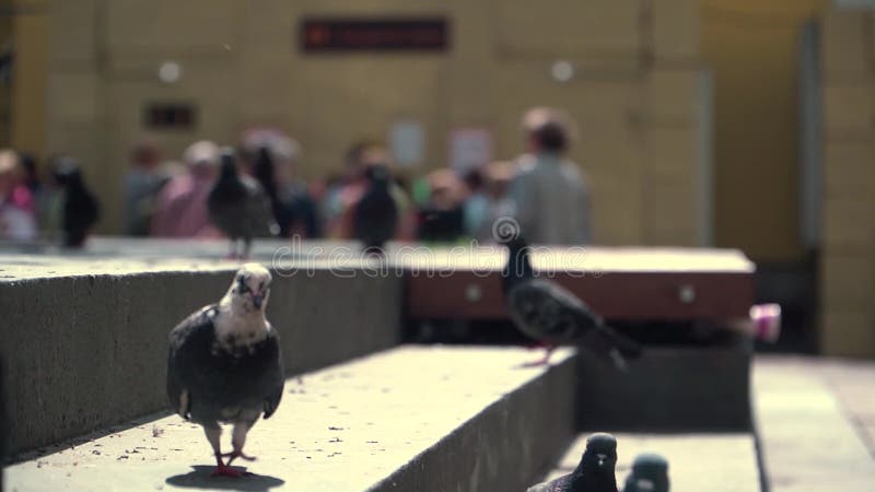 Pigeons Scurry on the Stone Steps Against the Background of People ...
