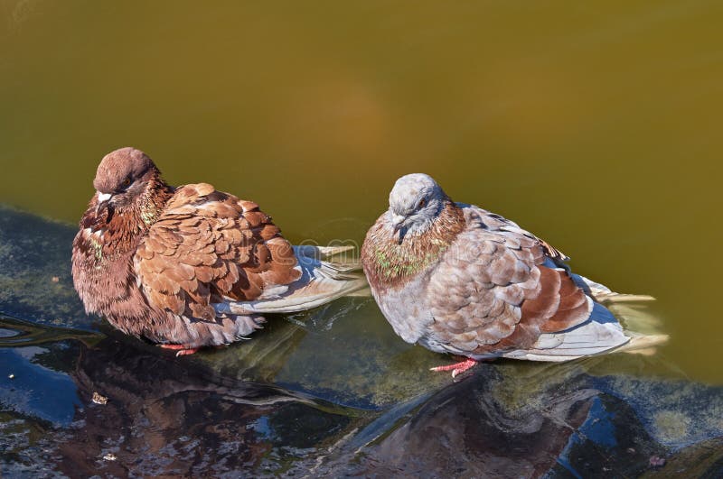 Pigeons swimming stock photo. Image of fountain, piazza - 4421710