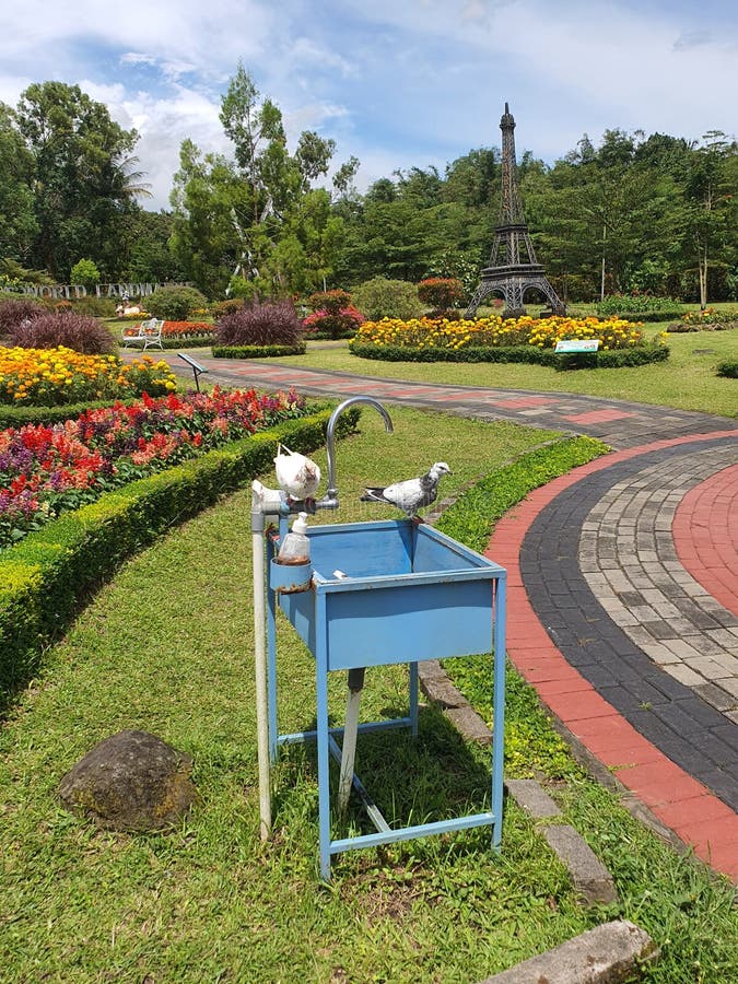 Pigeons in the Sink at Merapi Park Yogyakarta Stock Image - Image of ...