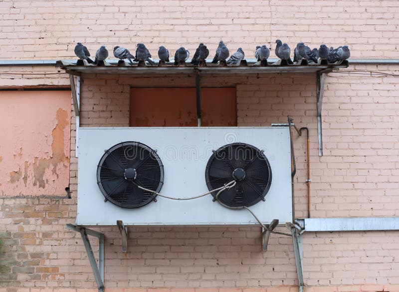 Pigeons Sit on a Canopy Above the Air Conditioner on a Pink Brick Wall ...