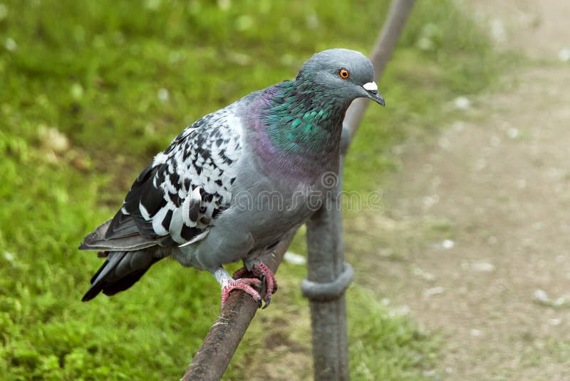 Pigeons sit on the fence stock photo. Image of branch - 79857642