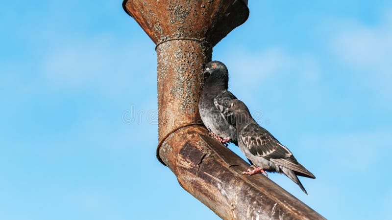 Pigeons Sit on an Old Rusty Gutter Pipe a Pigeon Blinking. Stock Photo ...