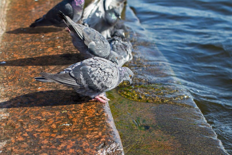 Pigeons sit on the stairs stock image. Image of animal - 65185289