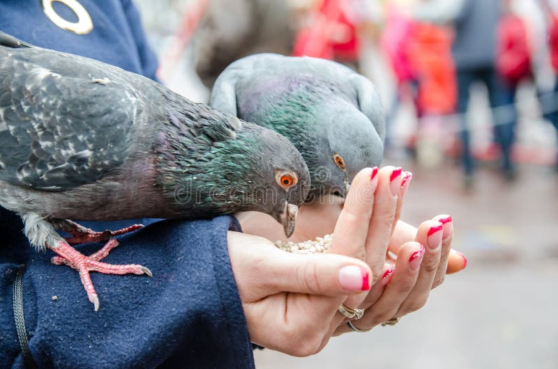 Pigeons sitting on hand stock photo. Image of sitting - 64078086