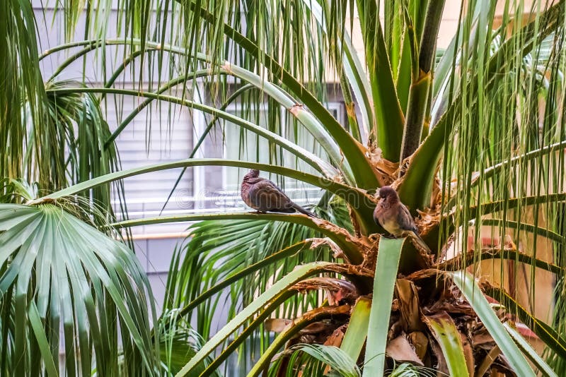 Pigeons Sitting in Palm Tree Stock Image - Image of outdoor, animal ...