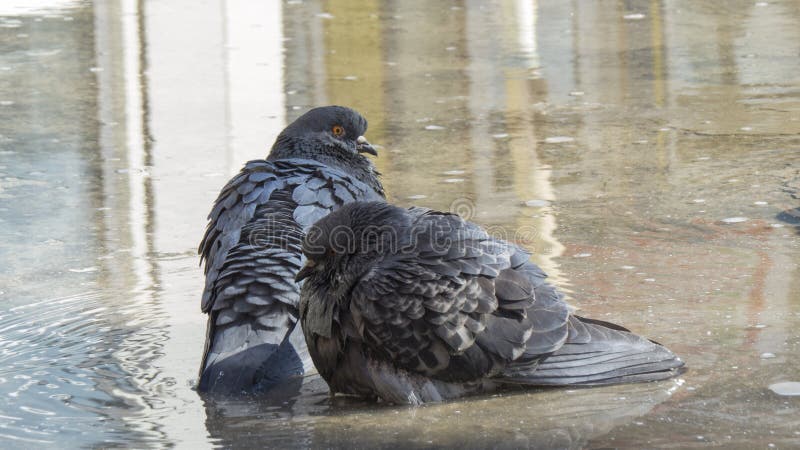 Pigeons Sitting Puddle Two Turtle Doves Stock Photos - Free & Royalty ...