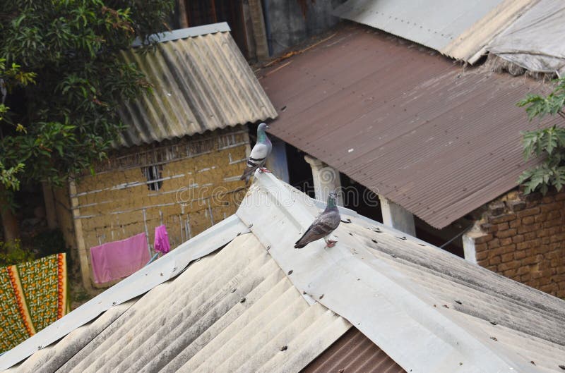 Pigeons Sitting on the Rooftop of a Hut in a Village Stock Photo ...