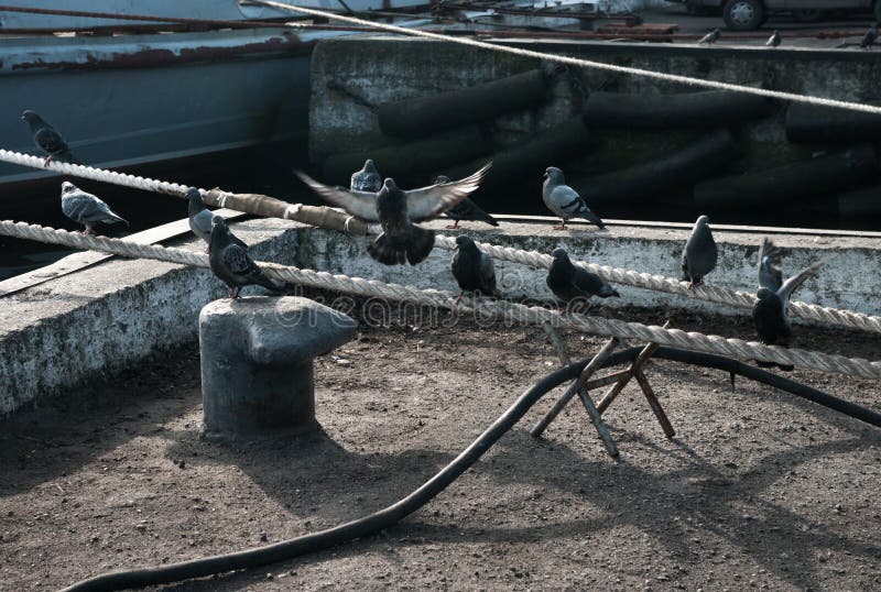 Pigeons Sitting on a Rope in the Port Stock Photo - Image of liberty ...