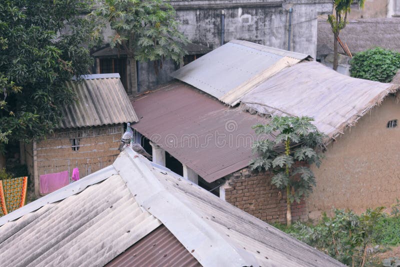Pigeons Sitting on a Tin Rooftop of a Hut Stock Photo - Image of bird ...