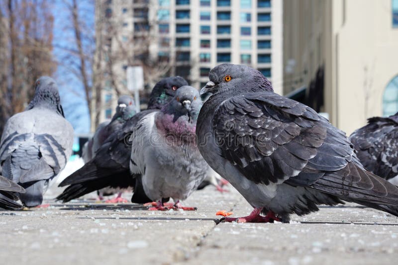 Pigeons Toronto Stock Photos - Free & Royalty-Free Stock Photos from ...