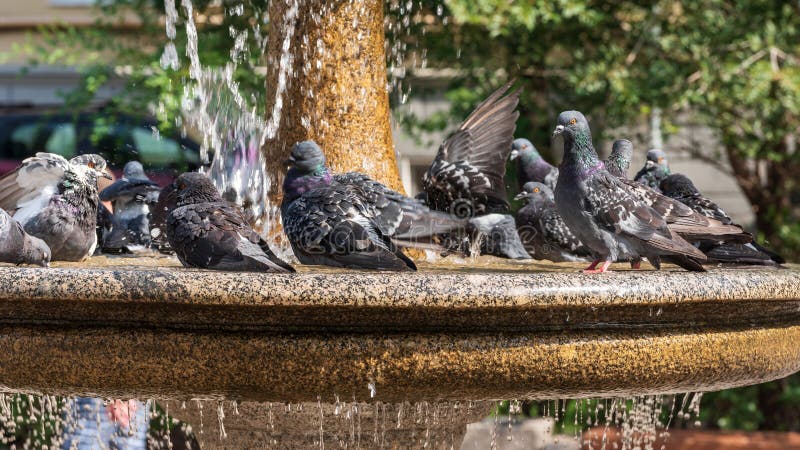 Pigeons Splash in the Fountain in the Summer Heat. Stock Image - Image ...