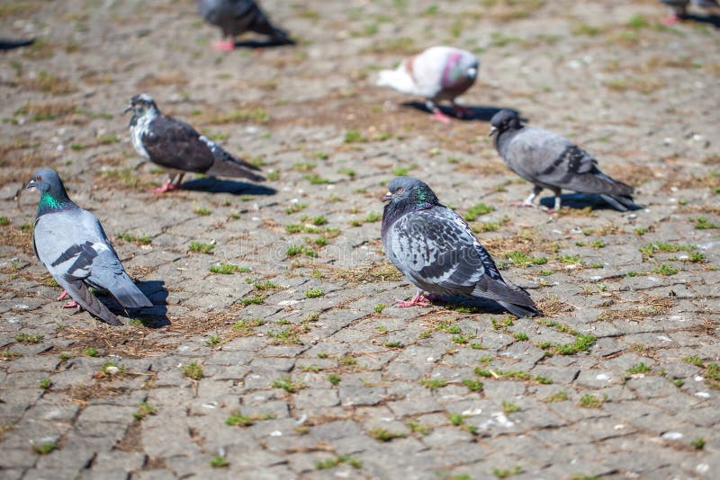 Pigeons on the Square, Birds Clouse Up Stock Image - Image of wild ...