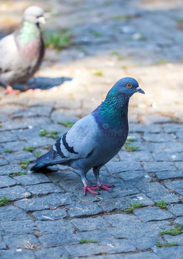 Pigeons on the Square, Birds Clouse Up Stock Photo - Image of bird ...