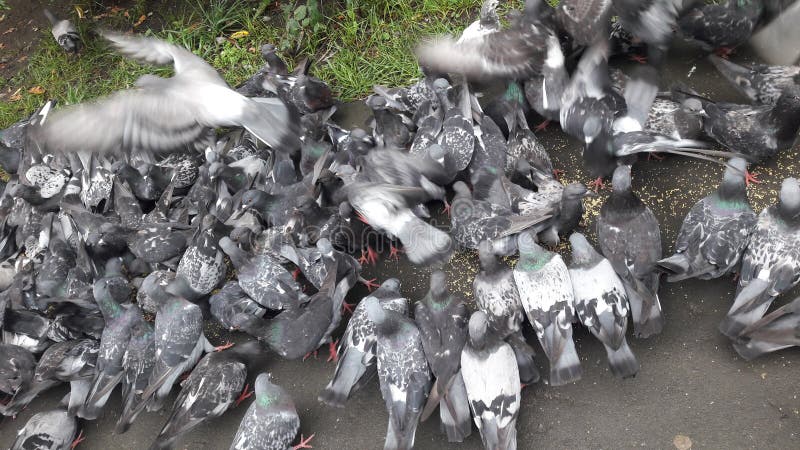 Pigeons stack on food stock image. Image of flower, stack - 231781255