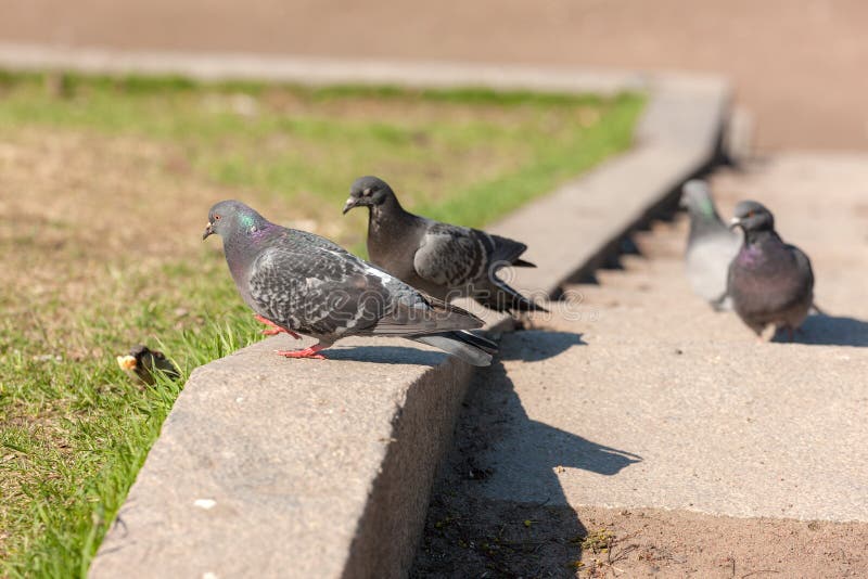 Pigeons on the steps stock photo. Image of step, outdoor - 233618586