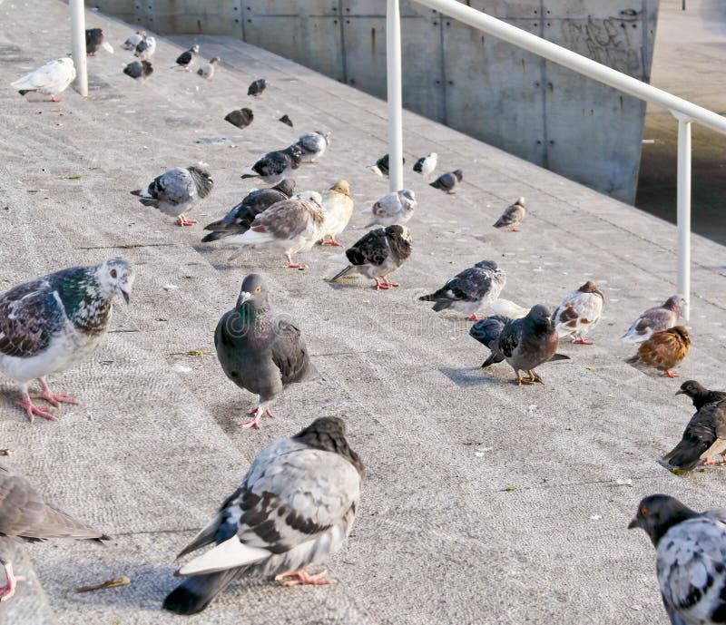 Pigeons stock image. Image of avian, close, nature, black - 45912853