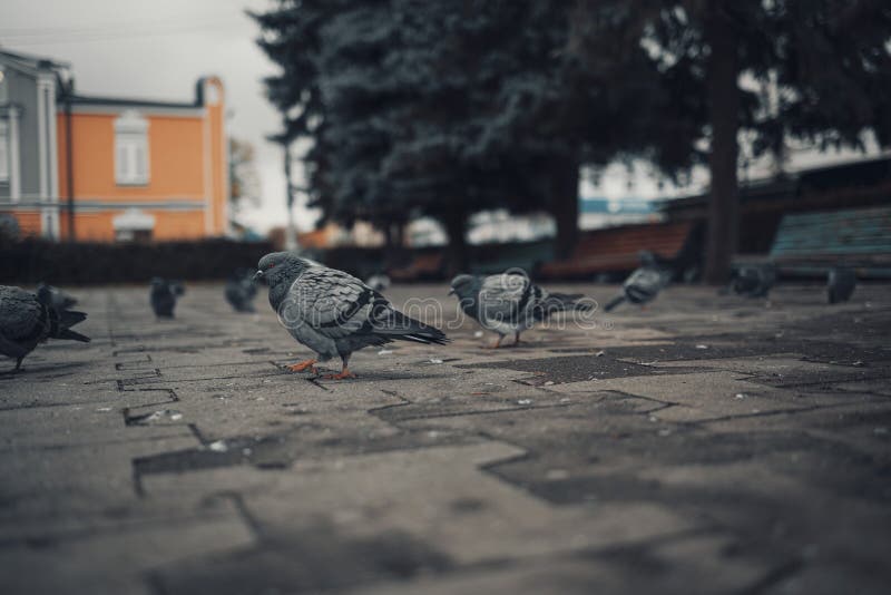 Low Angle View of Guitars on Sale. Stack of Musical Instruments Stock ...