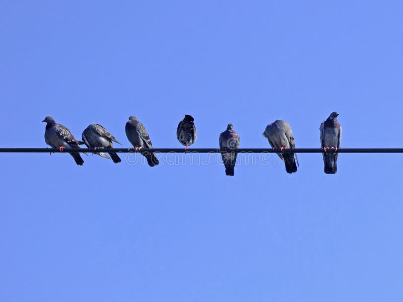 Pigeons on a string stock photo. Image of seating, pigeons - 1073366