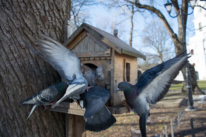 Birds in a Manger in Winter Stock Image - Image of group, cute: 134133469