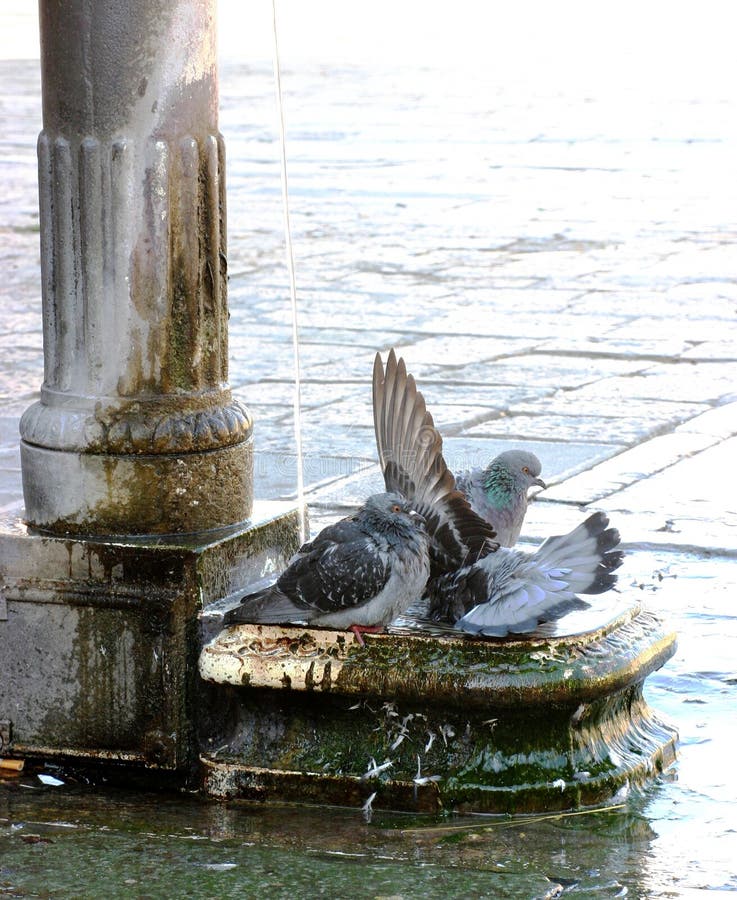 Pigeons swimming stock photo. Image of fountain, piazza - 4421710