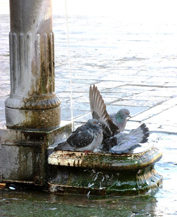 Pigeons swimming stock photo. Image of fountain, piazza - 4421710