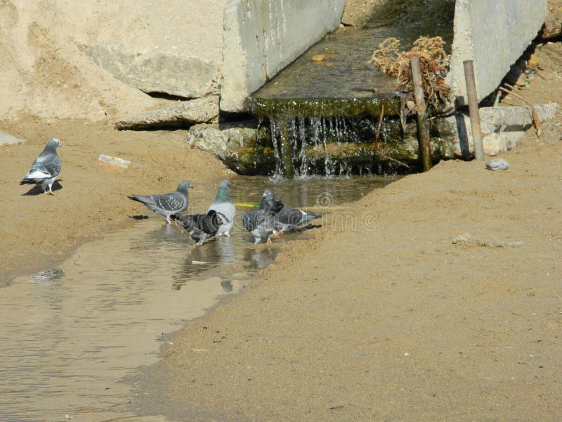 Pigeons swimming stock photo. Image of fountain, piazza - 4421710