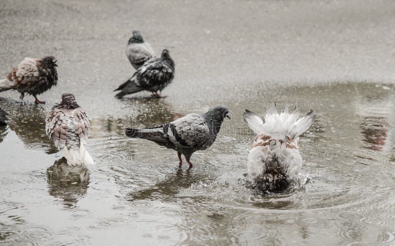 Pigeons Swimming in a Puddle Stock Photo - Image of bathing, city ...