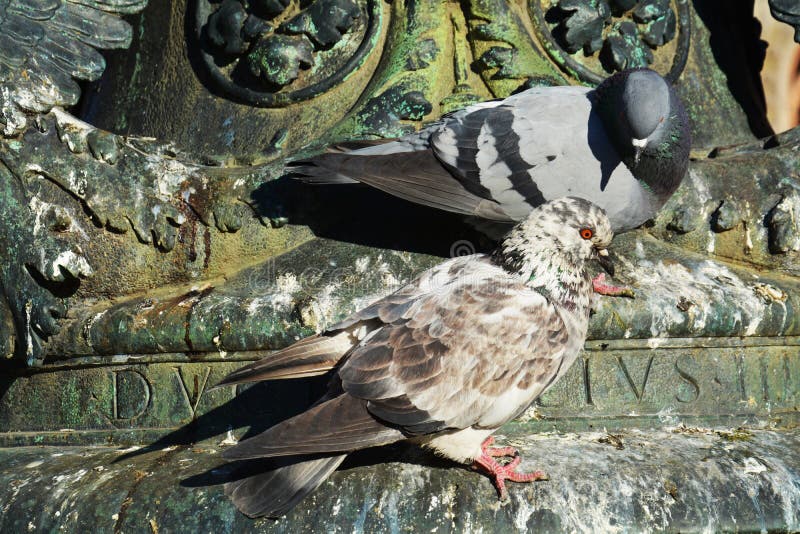 Pigeons, symbol of freedom stock photo. Image of liberty - 85320370