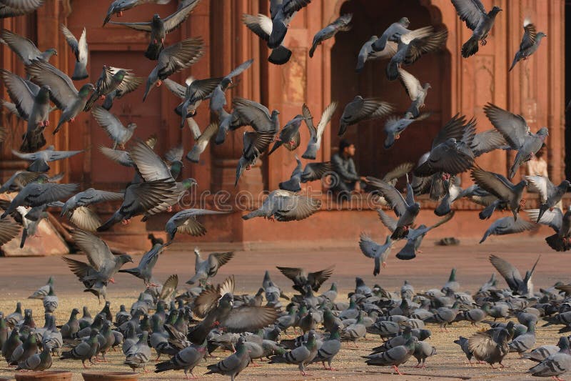 Pigeons taking off stock photo. Image of pigeon, nature - 12594724